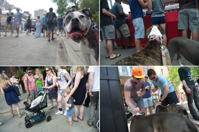Two Pitties in the City: Things to Do in Chicago with Dogs: Chicago ...