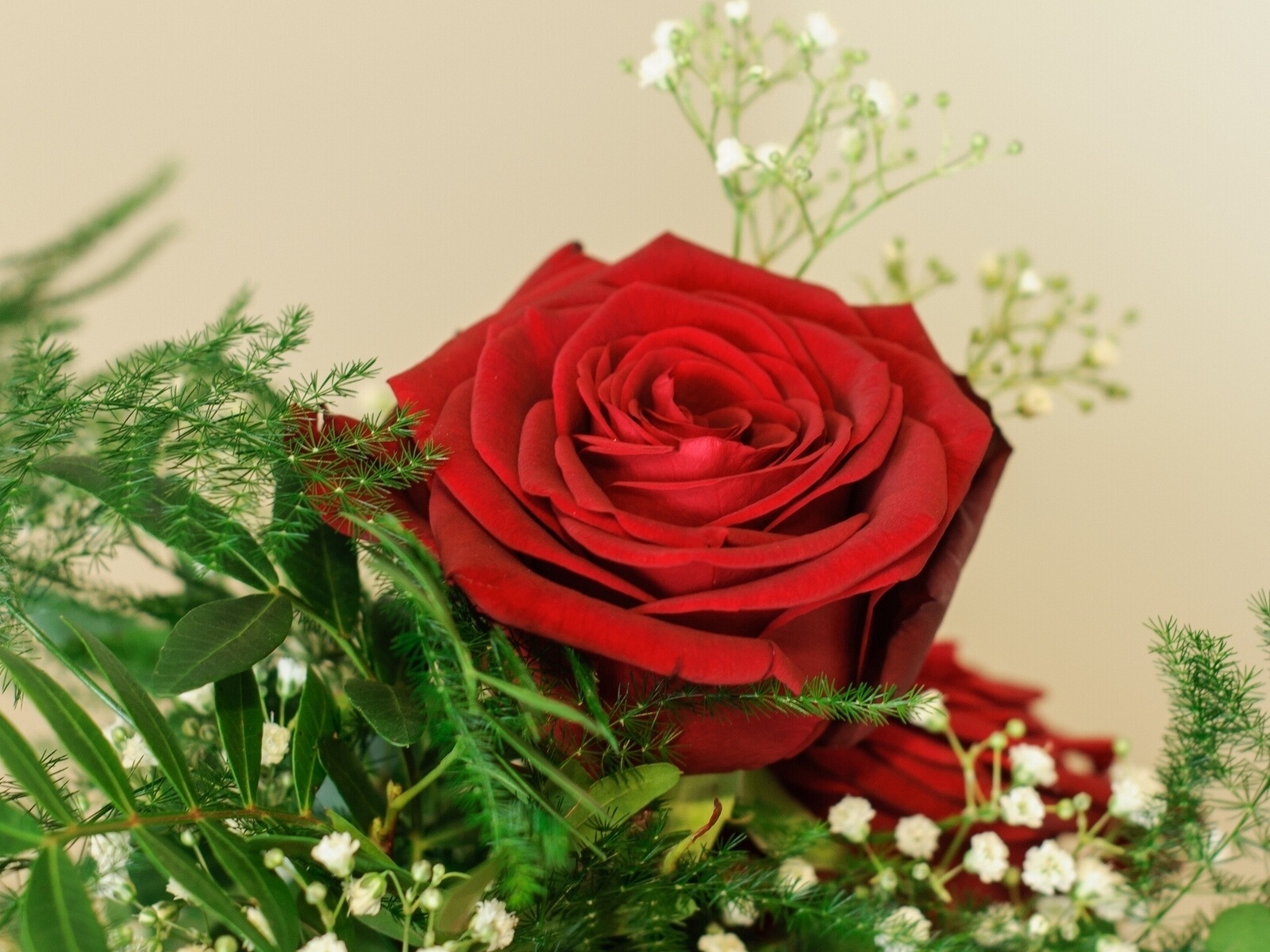 Imágenes de bellas rosas rojas