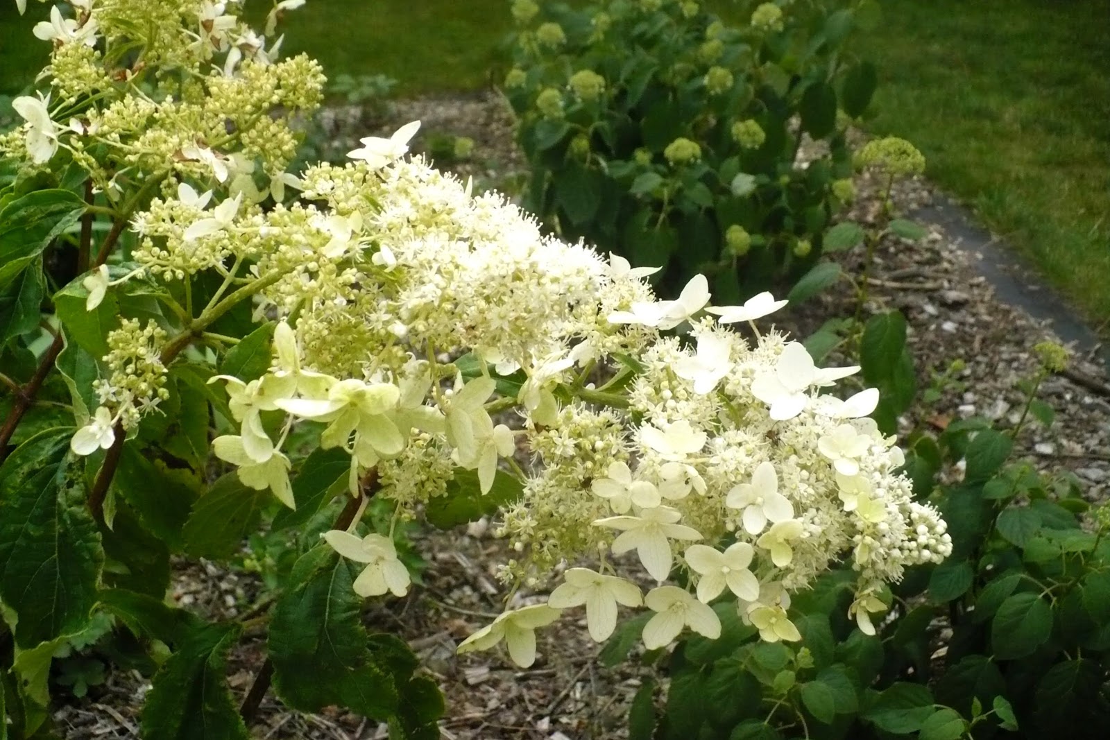 Hydrangea, Hortensja: Hydrangea paniculata (Hortensja bukietowa) 'Praecox'