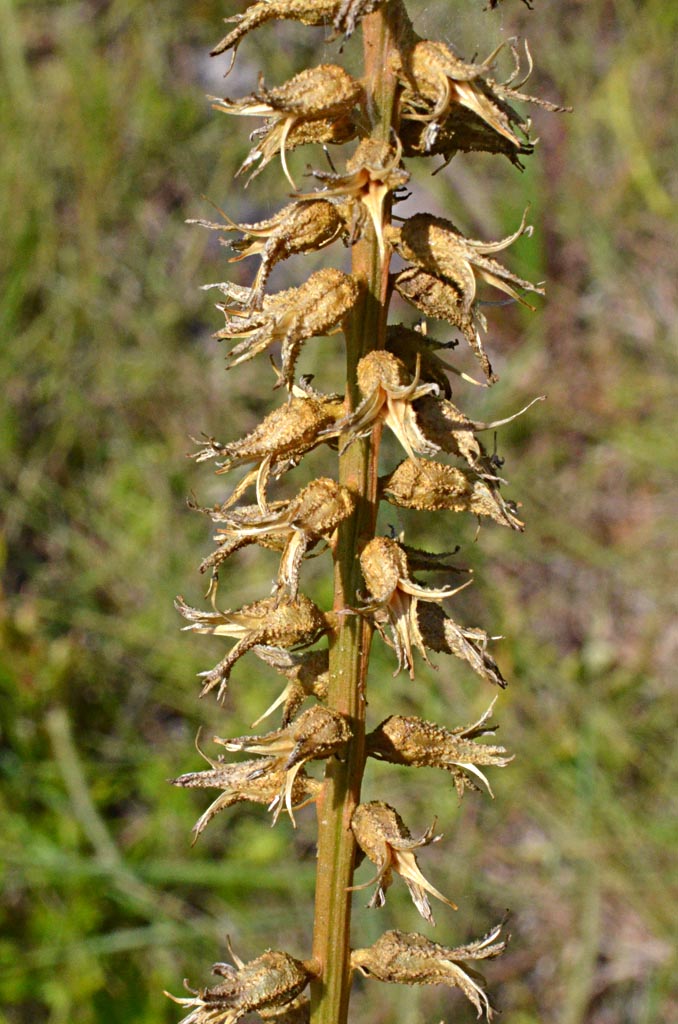 Space Coast Wildflowers: Florida Panhandle, June 16-17, 2015