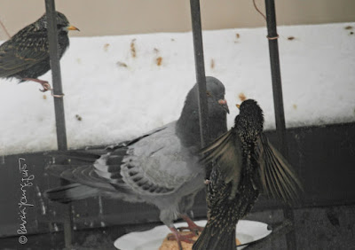 The Last Leaf Gardener: Throwback Thursday: Mr. Eugene Schieffelin (He ...