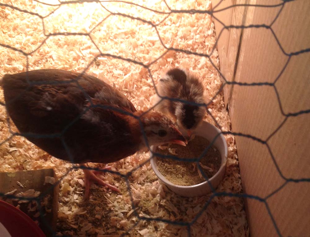 The General Farmer: Chicken Foster Care Update