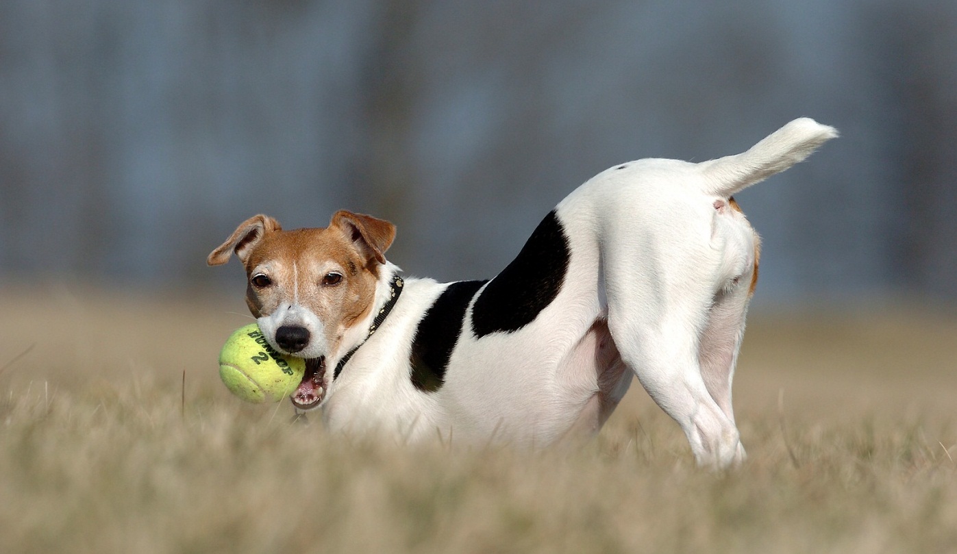 Jack Russell Terrier | The Life of Animals