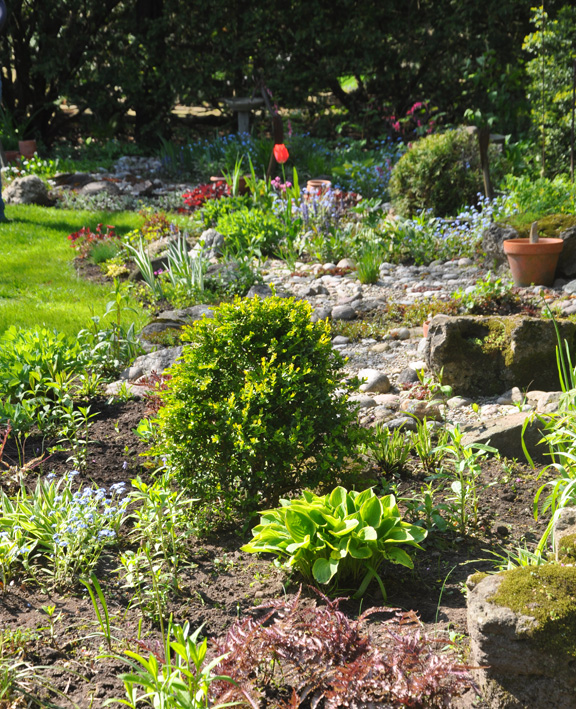 Three Dogs in a Garden: A Dry Shade Garden