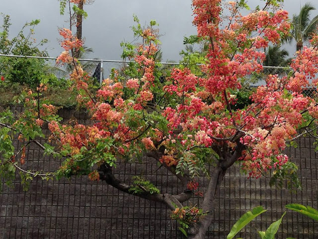 Aloha from Hawaii: Rainbow Shower trees in the Rainbow state of Hawaii.