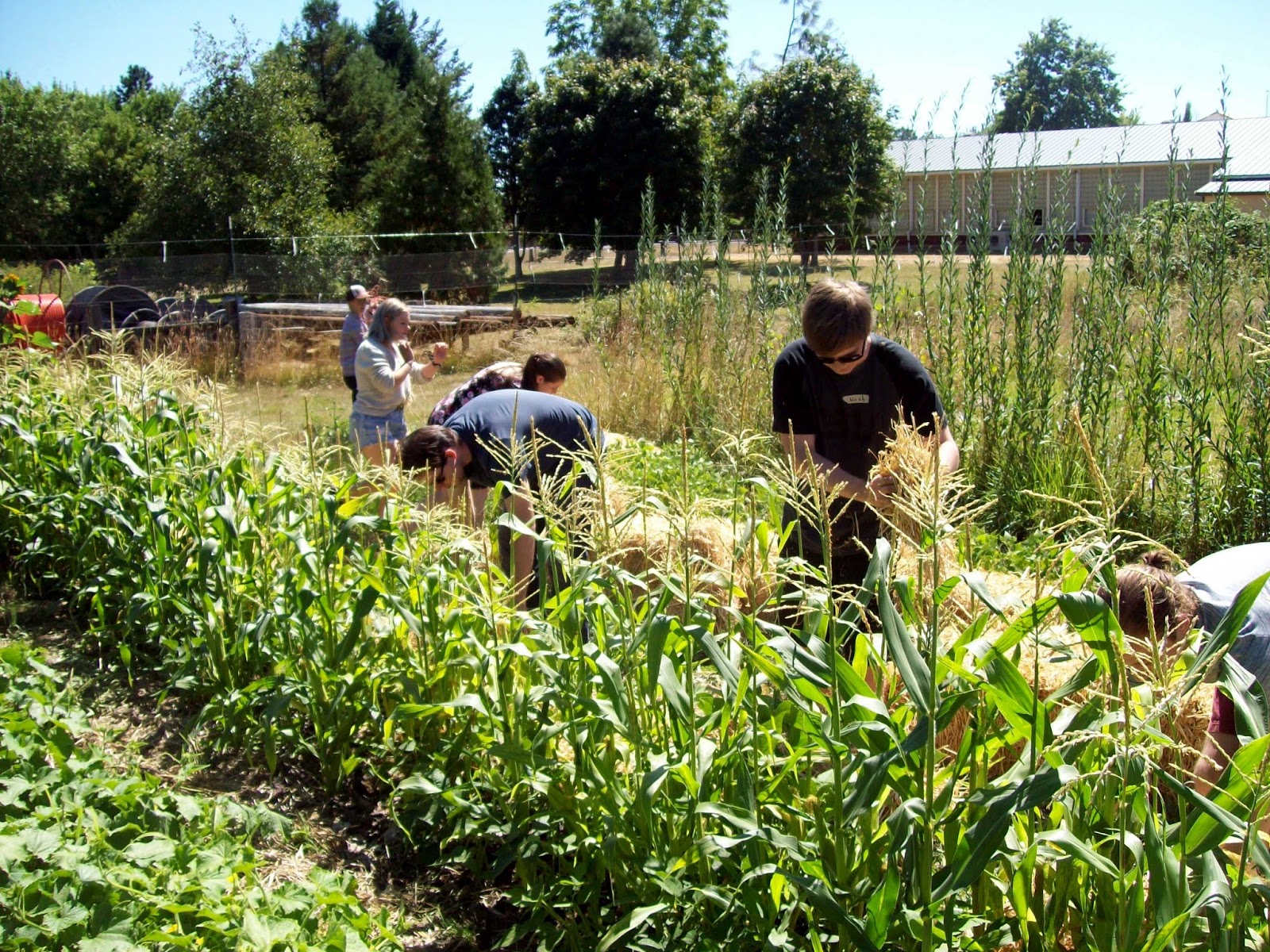 The Sharing Gardens : Grow Your Own 'Blue Corn'