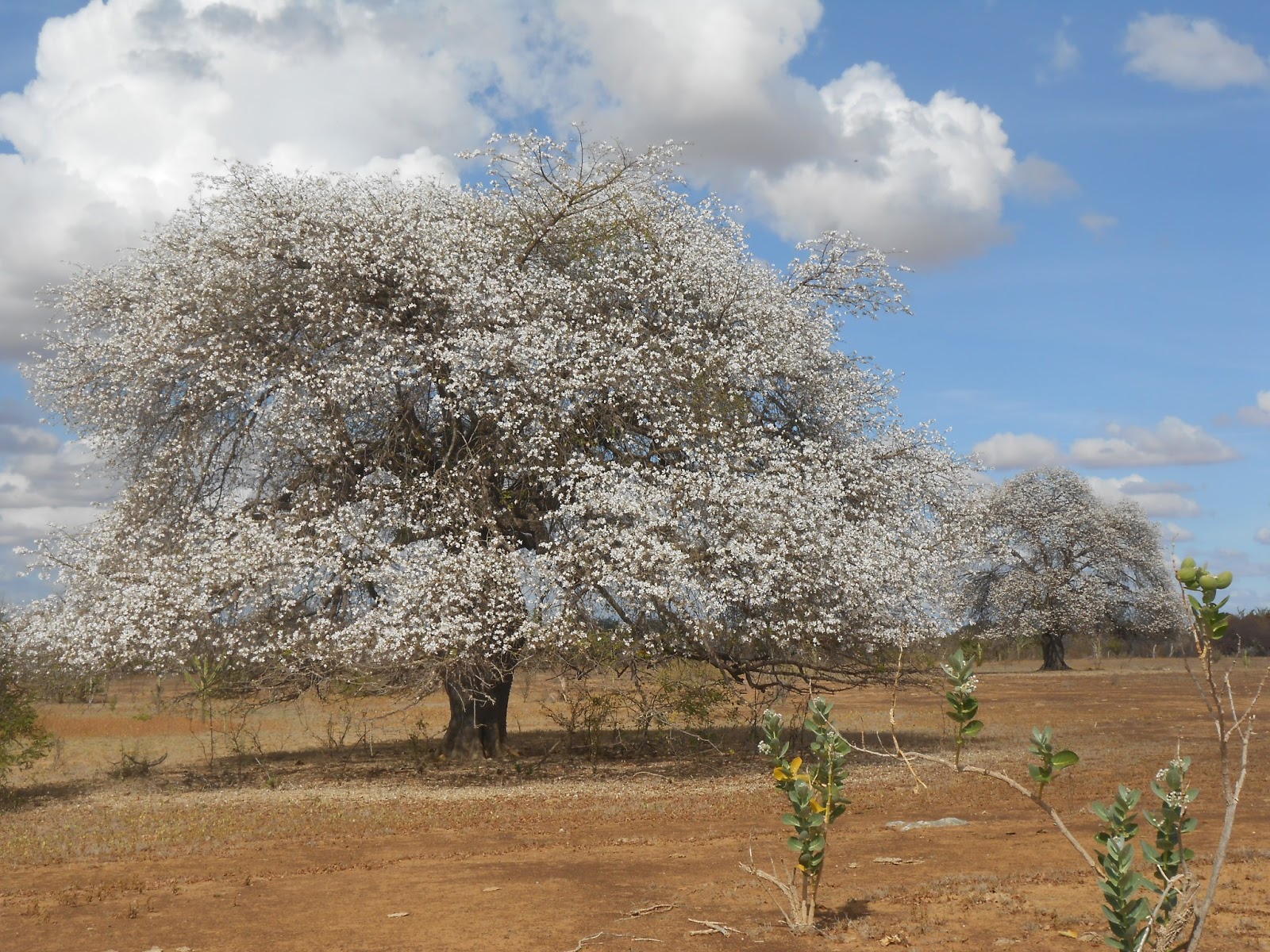 Visões da Caatinga: Fotos Árvore Barriguda