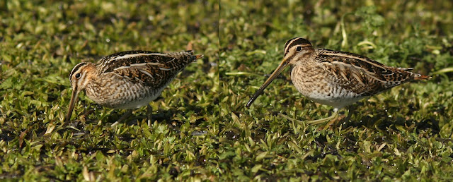 Birding Newfoundland with Dave Brown: A Discussion of Common Snipe vs ...