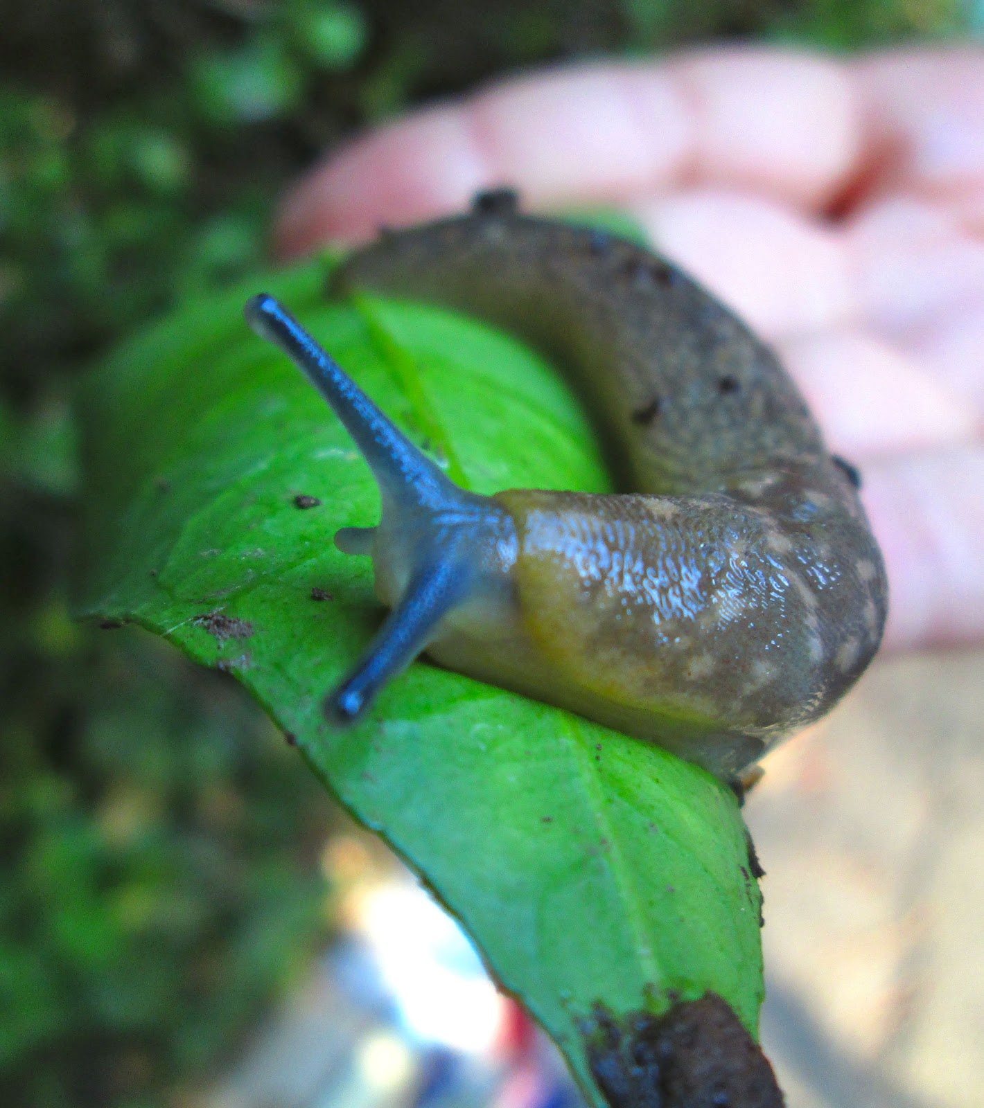 AmyKossBlogThang: Slug vs Crop