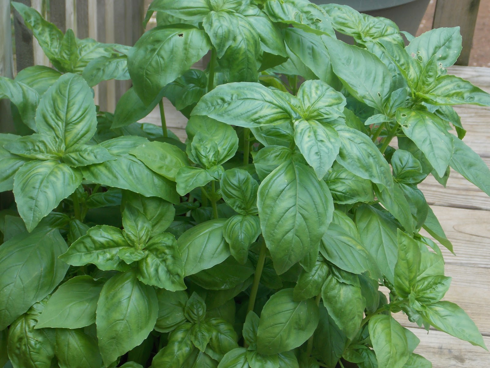 Family Best: A Little In Love With Basil