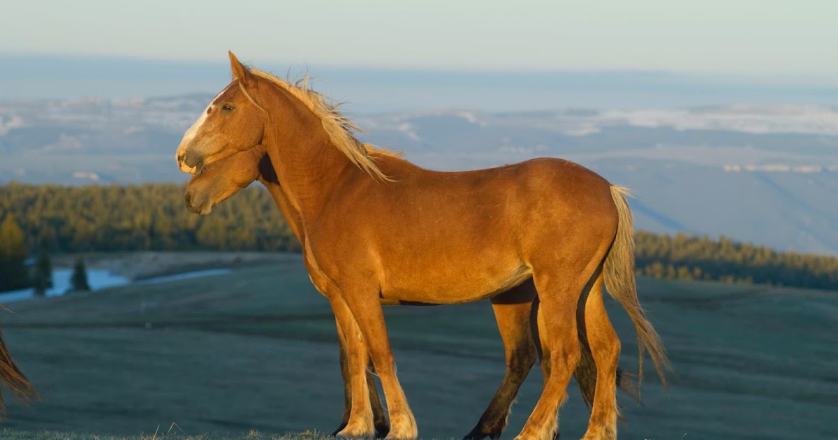 Horse Names: OTHER MUSTANG NAMES