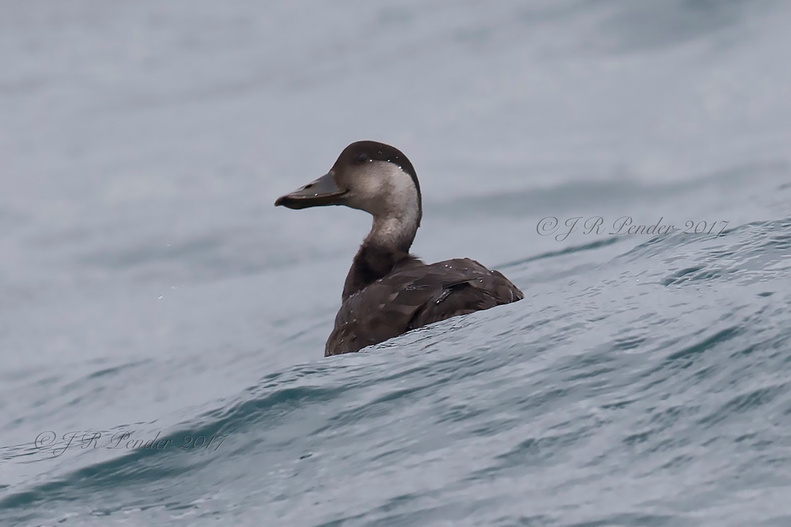 Joe Pender Wildlife Photography: Surf Scoter-Common Scoters & Long ...