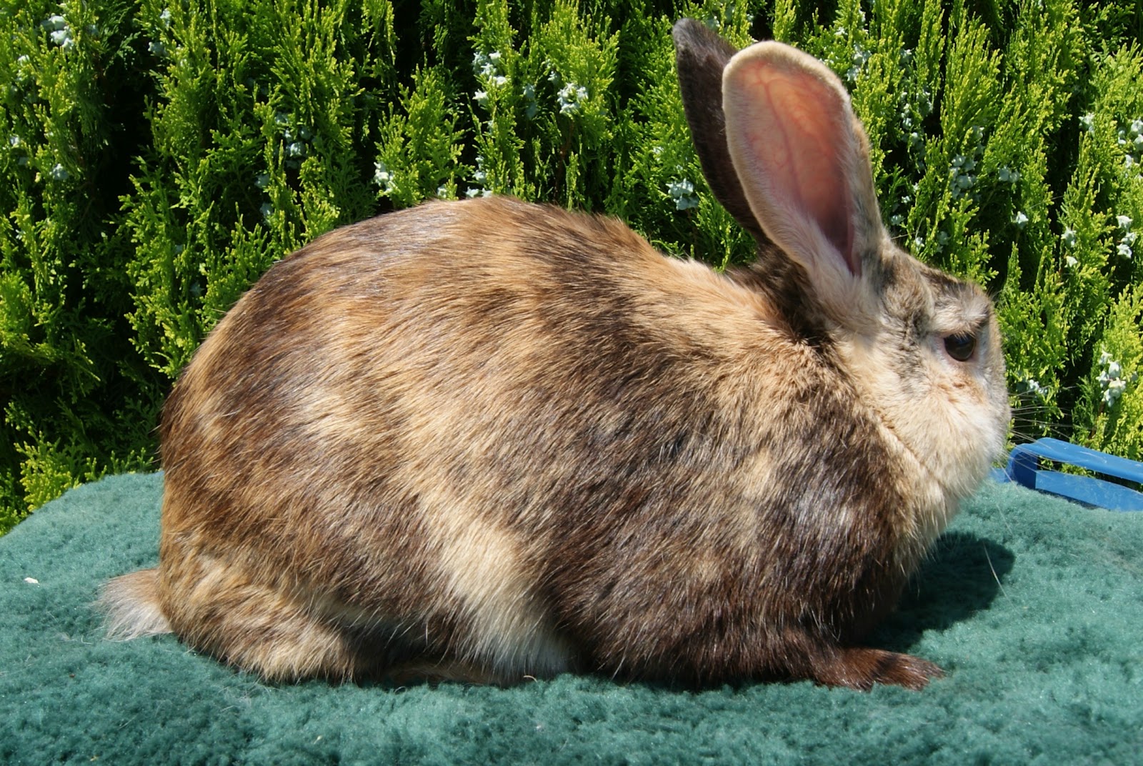 Fuzzibutt's Rabbitry: Black Japanese Harlequin Buck