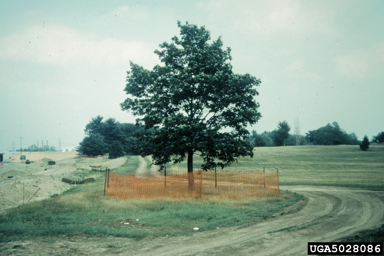 Earth and Space News: Tree Protection Zones by Arborists for All ...