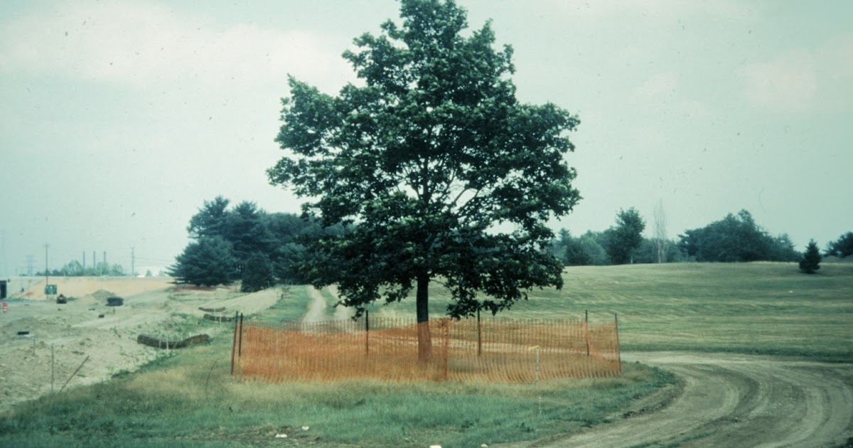 Earth and Space News: Tree Protection Zones by Arborists for All ...