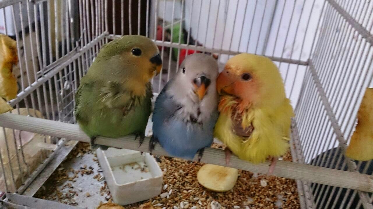 AEAM Animales del mundo