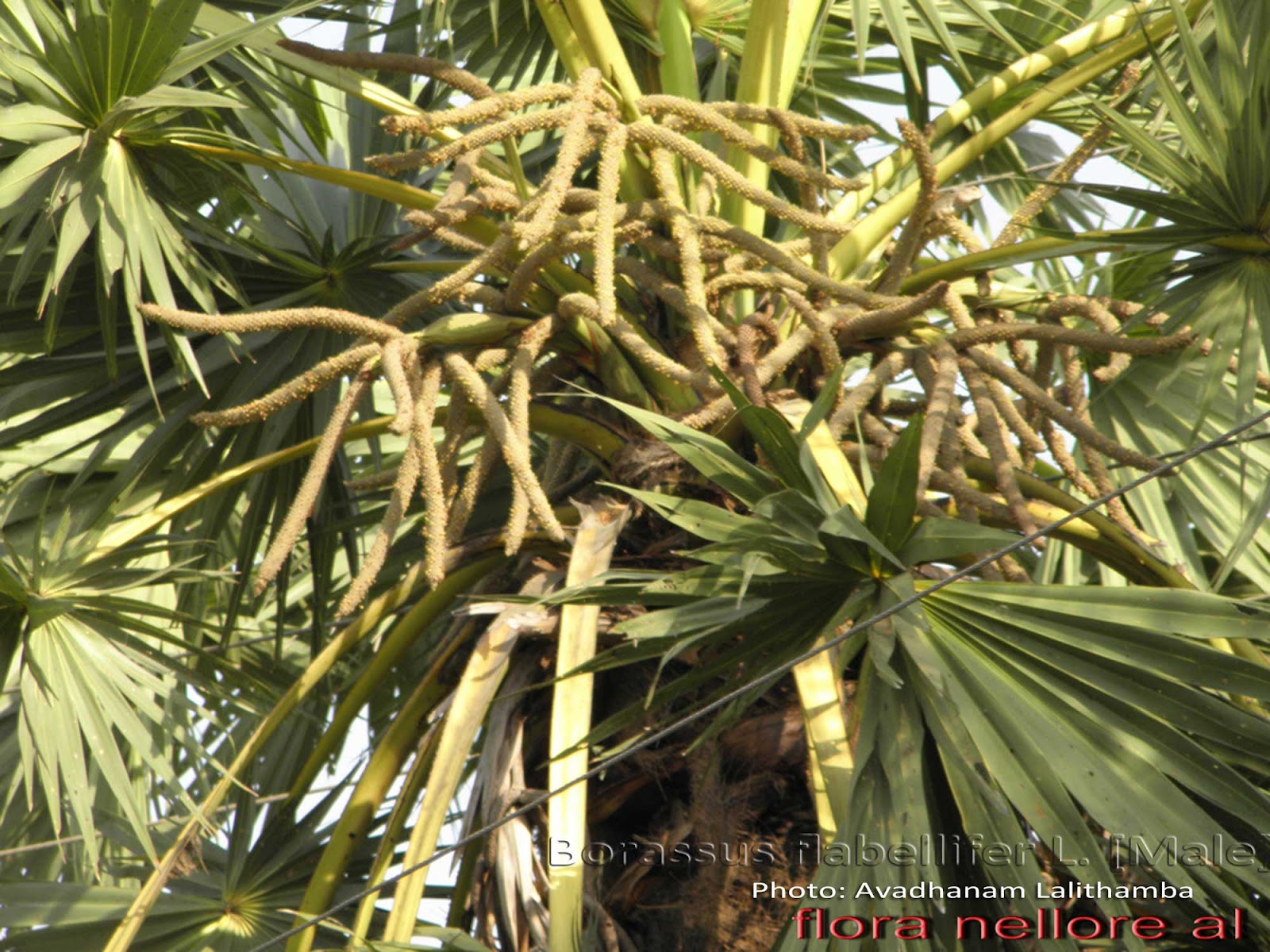 Medicinal Plants: Borassus flabellifer Tati Tala Panai