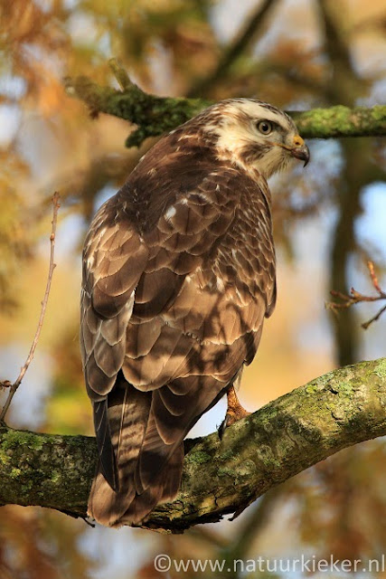 Jonge Buizerd jaagt op prooi