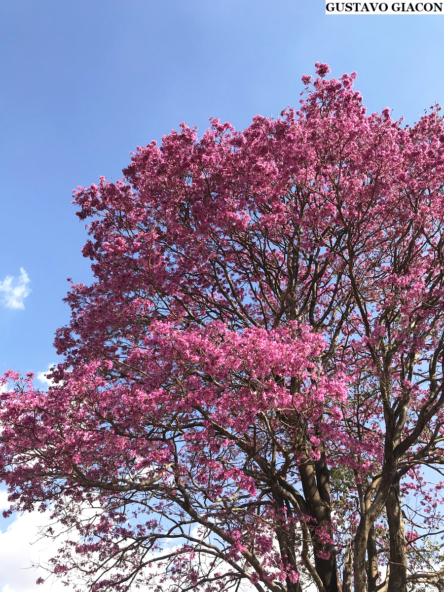 Viveiro Ciprest - Plantas Nativas e Exóticas: Ipê Roxo da Mata ...