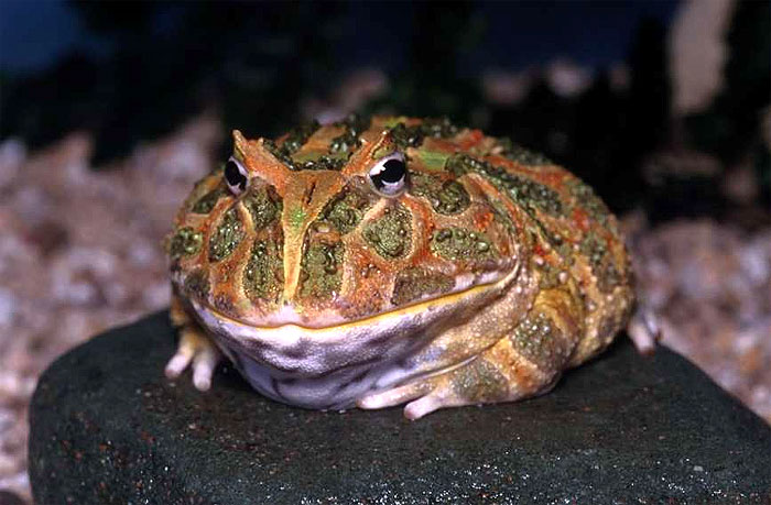 Diary of a Mad Pet Enthusiast: Species of the Day: Argentine Horned Frog