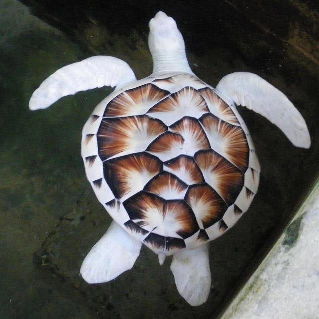 Long Island Herpetological Society Blogger: Leucistic Sea Turtle?