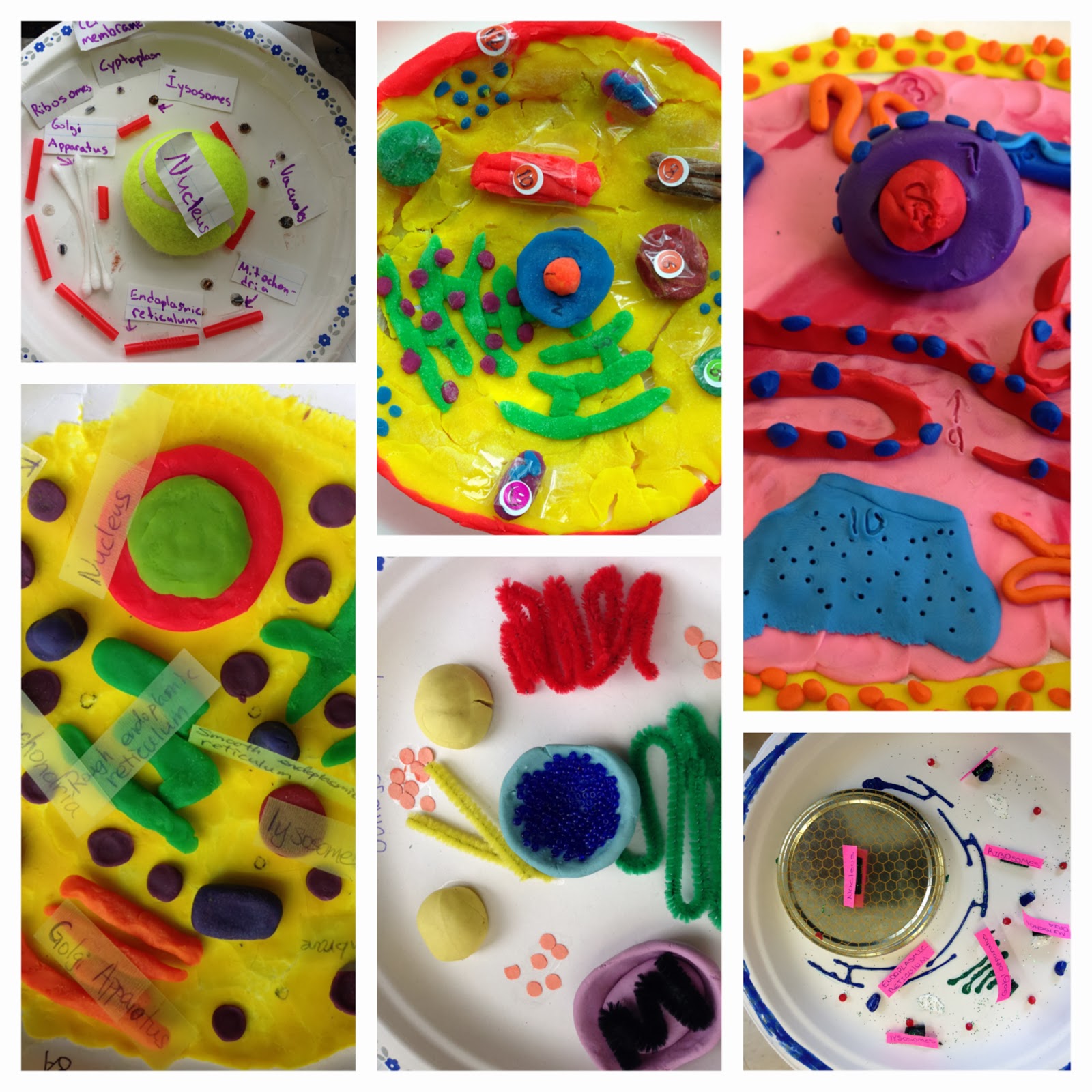 Ms. Zuberi Grade 8 Science 2013-2014: Cells: Culminating Activity