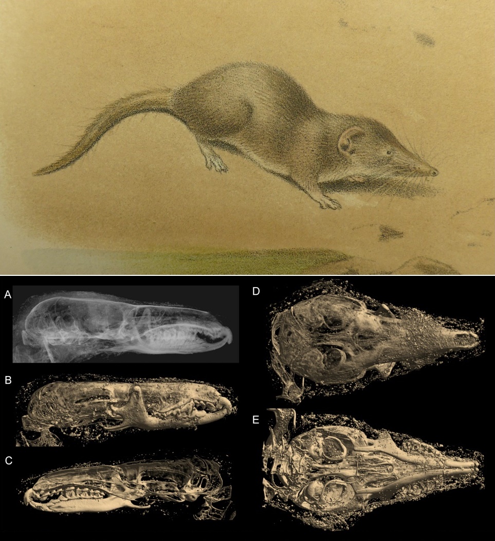 Species New to Science: [Mammalogy • 2017] Rediscovery of The Type ...