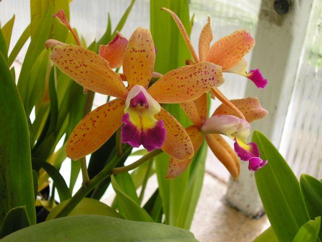 Cattleya Tropical Pointer "Galaxy"