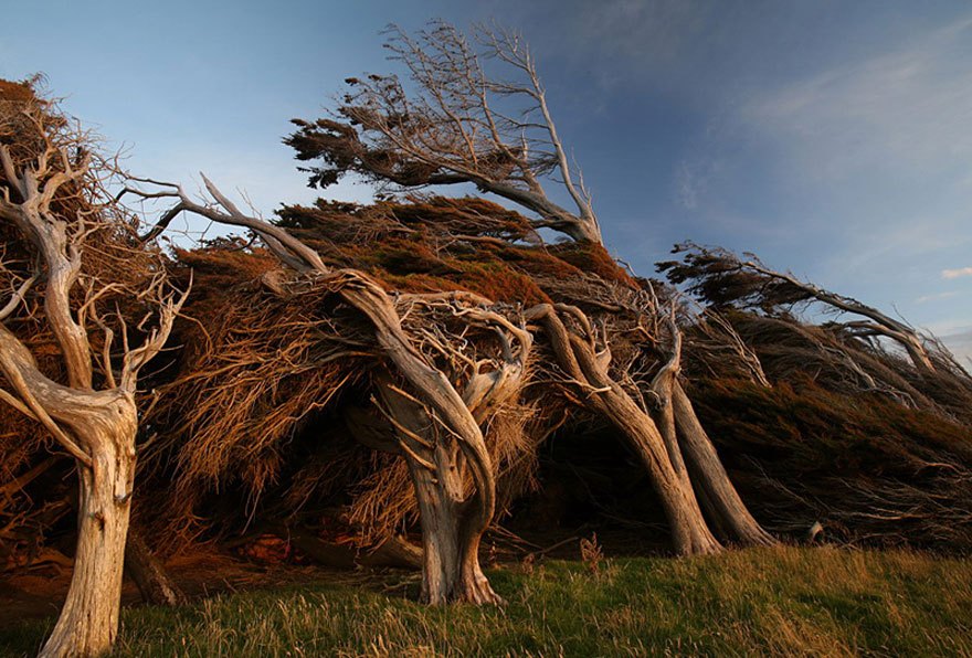 Hidden and little known places: Slope Point Trees of New Zealand ...