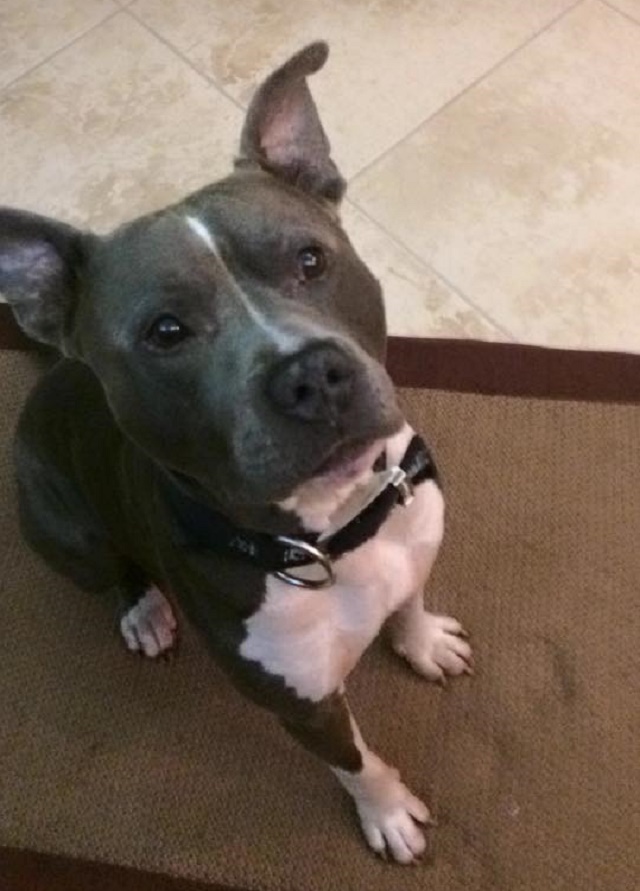 [MILAGRO] Hombre se reencuentra con su amado perro robado un día antes ...