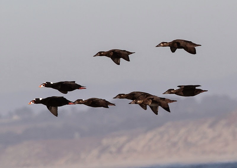 Murfs Wildlife : North American Ducks