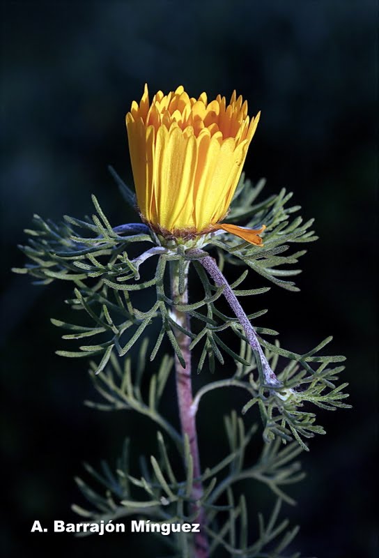 Naturaleza Viva: Cladanthus arabicus (L.) Cass. Asteraceae