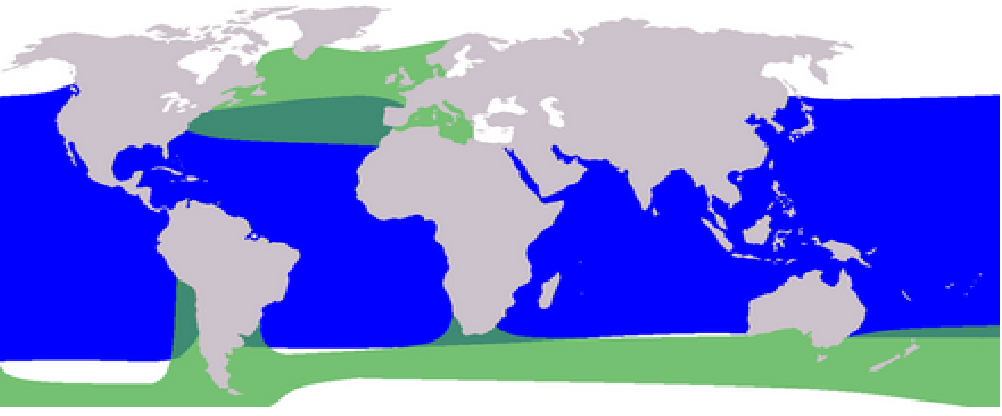 ÉRIKA MODA: CALDERÓN COMÚN Y TROPICAL (Globicephala melas y macrorhynchus)