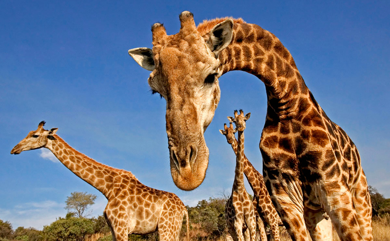 31 Datos Impresionantes Sobre Las Jirafas! ~ Una Mascota Por Dia