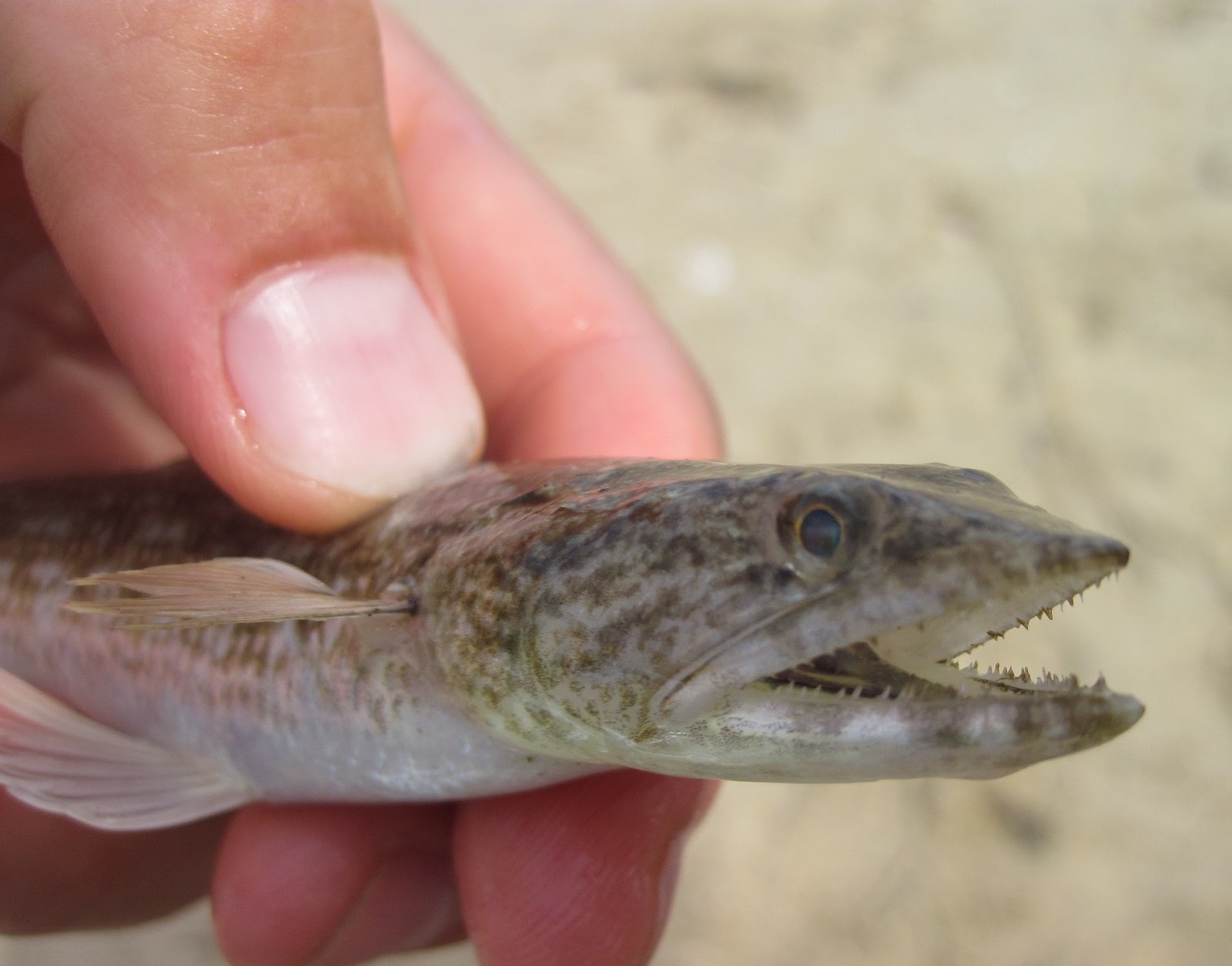 Inshore Lizardfish