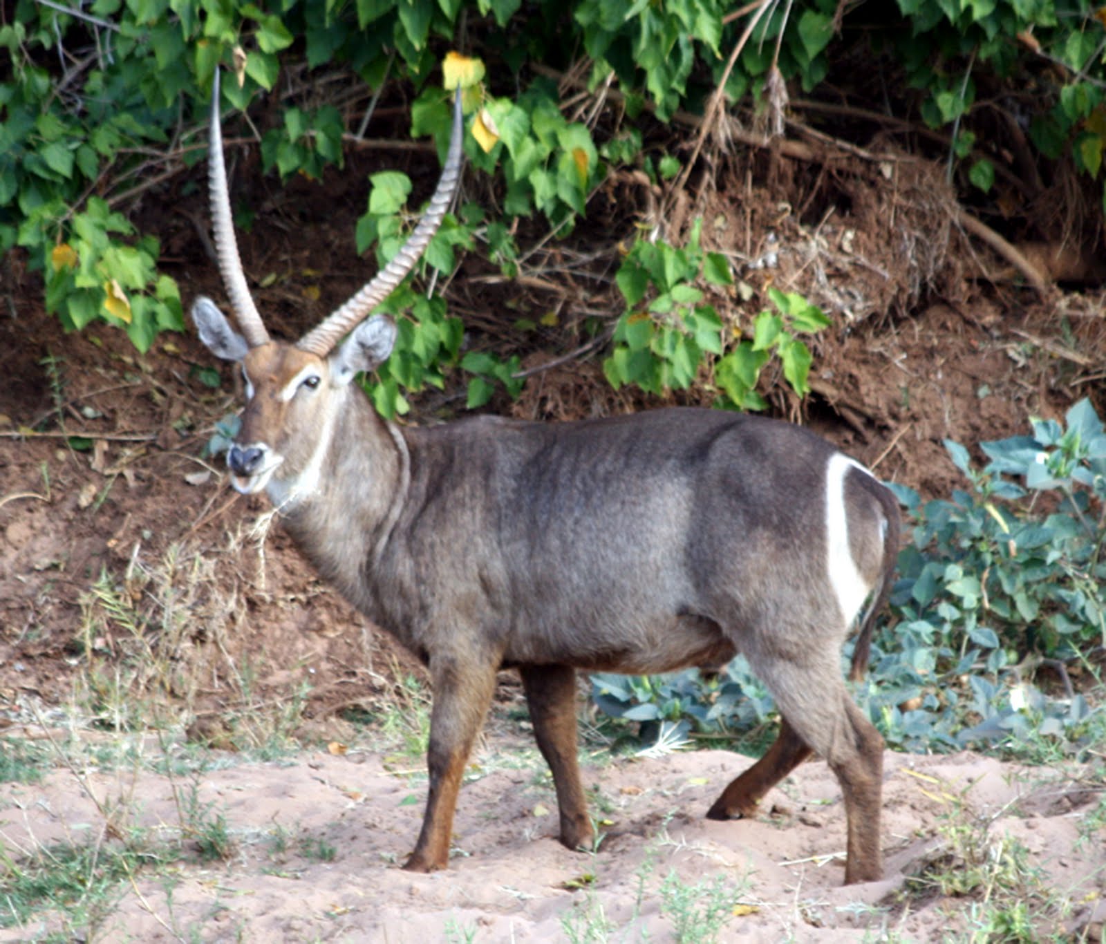 Return to Africa: Kruger National Park, South Africa