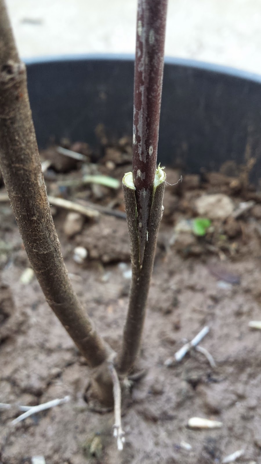 PLANTAR CIENTOS DE ARBOLES: Injertando Serbales, de nuevo