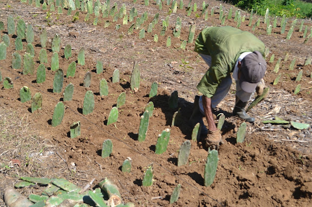 Cultivo de Nopal en El salvador: August 2015