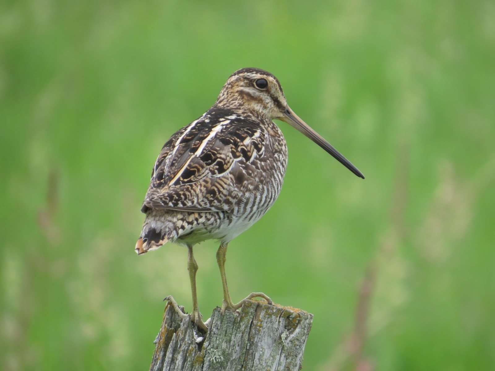 Birding Is Fun!: Birds of the Prairie - A Photo Essay