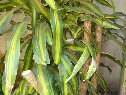 Limpezas Energéticas: Propriedades Mágicas Ervas e Plantas