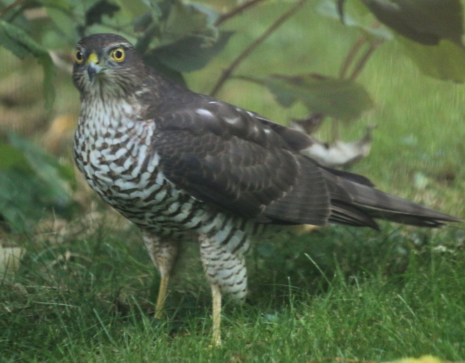 Birding with Flowers: Another Week of Two Halves