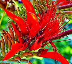 Herbal plants of Sri Lanka: Erabadu-Erythrina variegeta