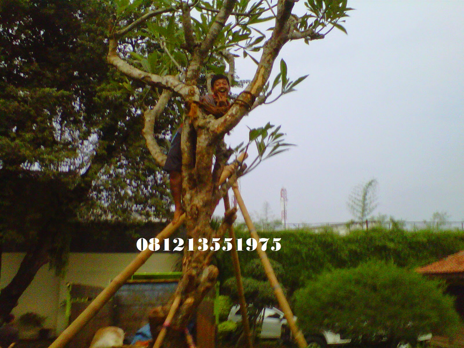 jenis pohon kamboja|pohon kamboja hias|pohon kamboja unik|pohon kamboja ...