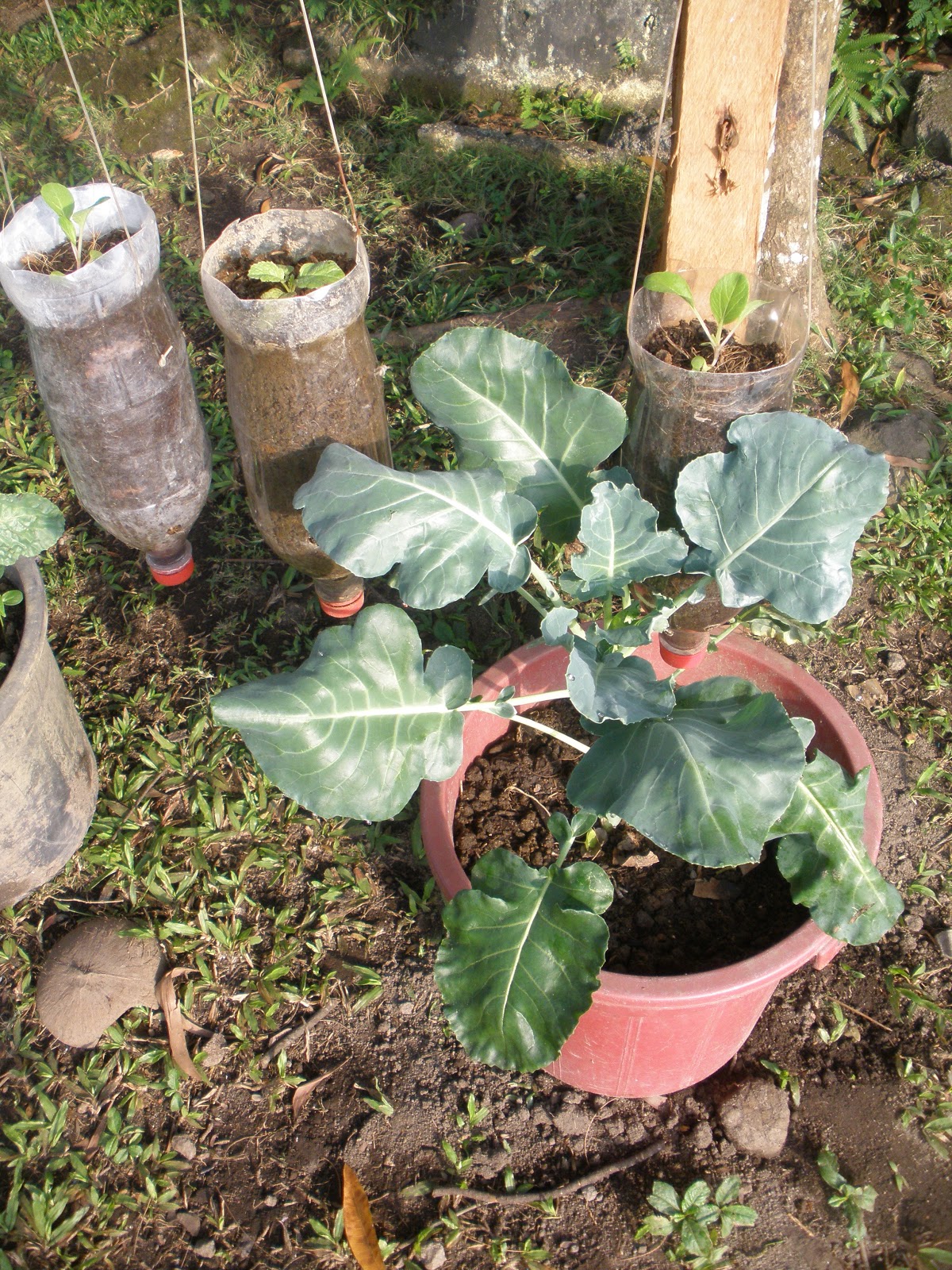 kathryn's blog: Gulayan Sa Paaralan @ Impact Learning Center