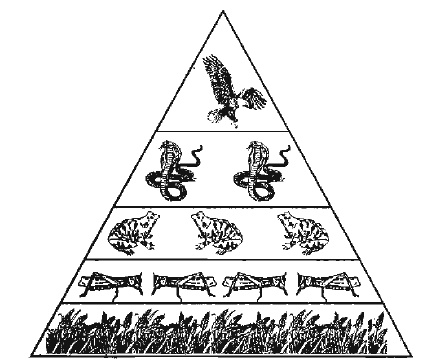 Introduction to ecological pyramids - 7SimpleScience