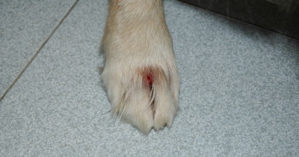 Lo que debes saber de: Los problemas de las espigas en nuestros perros ...