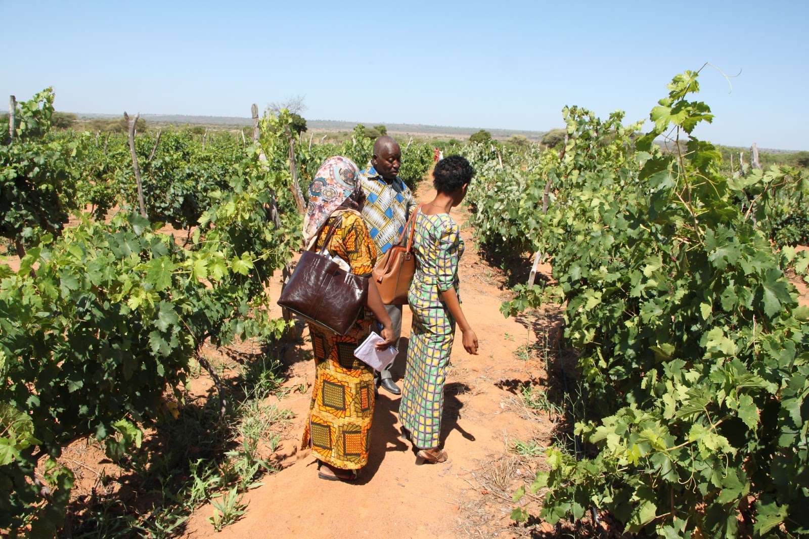 WANAHABARI WATEMBELEA SHAMBA LA ZABIBU KITUO CHA UTAFITI WA KILIMO ...