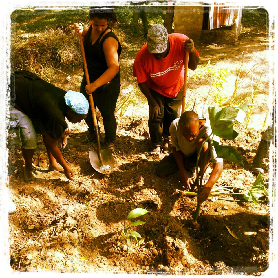 TVHS Haiti Reforestation Project: 999 Trees, Unquantifiable Growth ...
