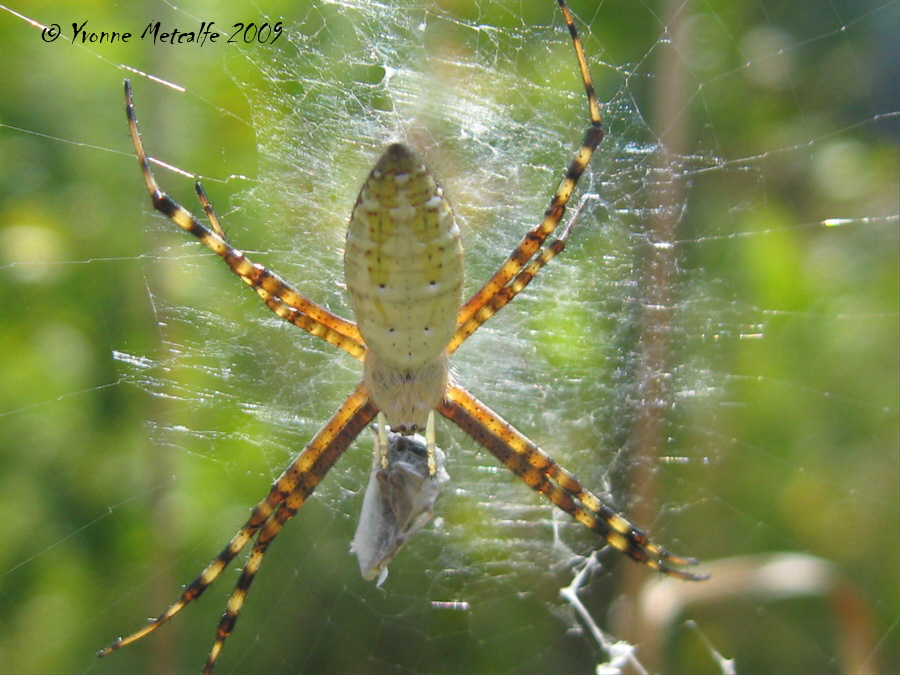 Nature Nut Lady: Argiopes, at last!