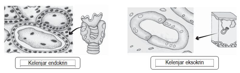 Jaringan Epitel Kelenjar